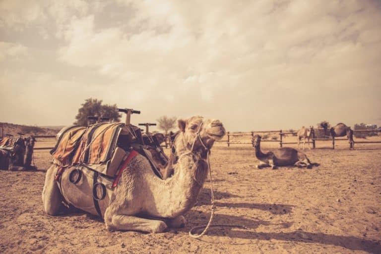 Camel Ride at Negev Camel Ranch (CameLand) near Mamshit
