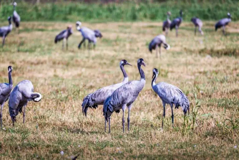 Agamon Hula - Must For Bird Lovers - Visitors Guide