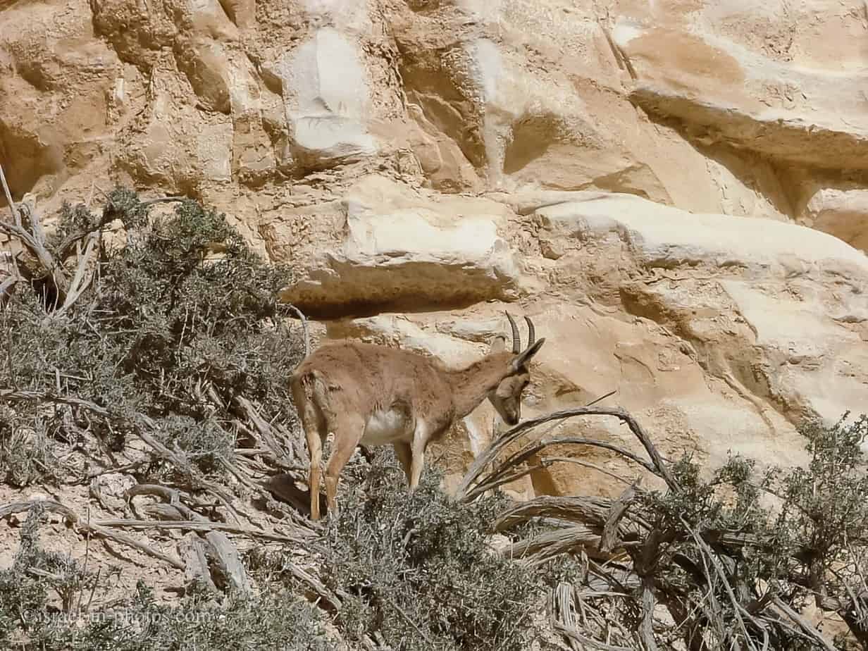 Ein Avdat National Park - Visitors Guide with Map and Tracks
