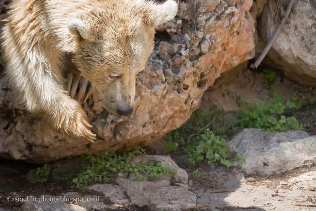 גן החיות התנ”כי בירושלים - ישראל בתמונות