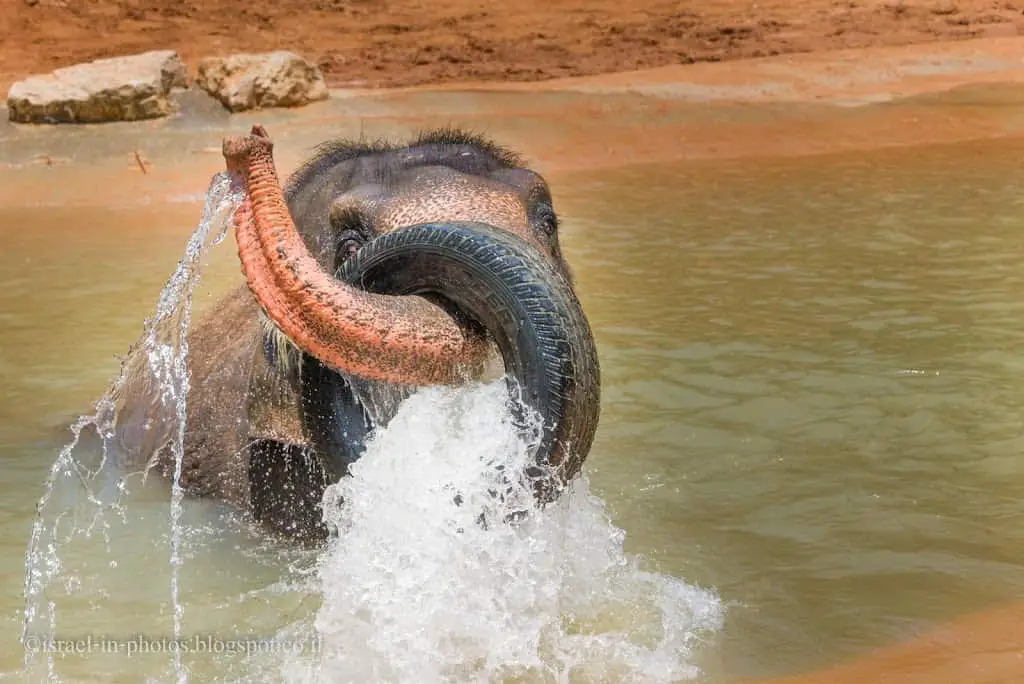 גן החיות התנ”כי בירושלים - ישראל בתמונות