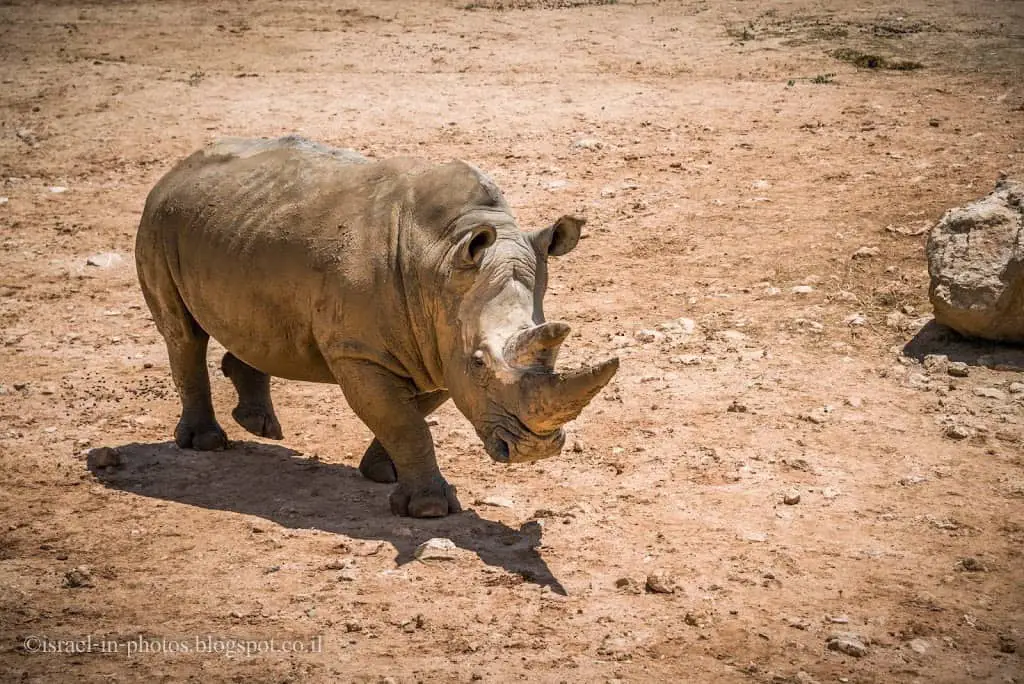 גן החיות התנ”כי בירושלים - ישראל בתמונות