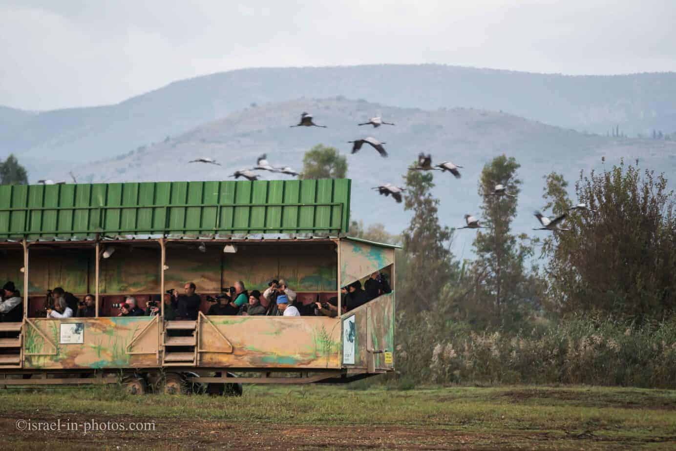Agamon Hula - Must For Bird Lovers - Visitors Guide