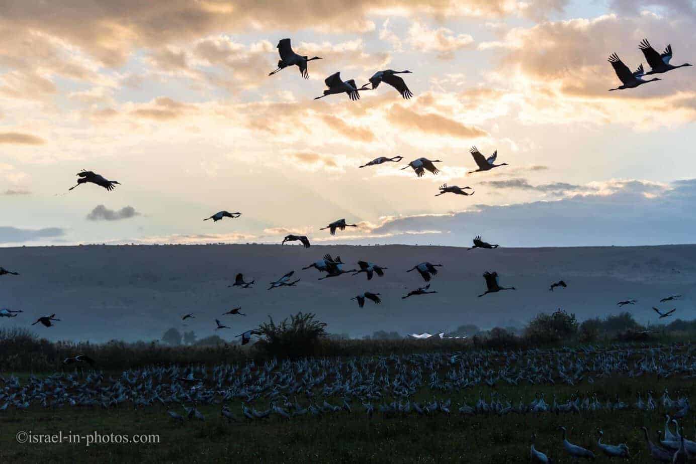 Agamon Hula - Must For Bird Lovers - Visitors Guide