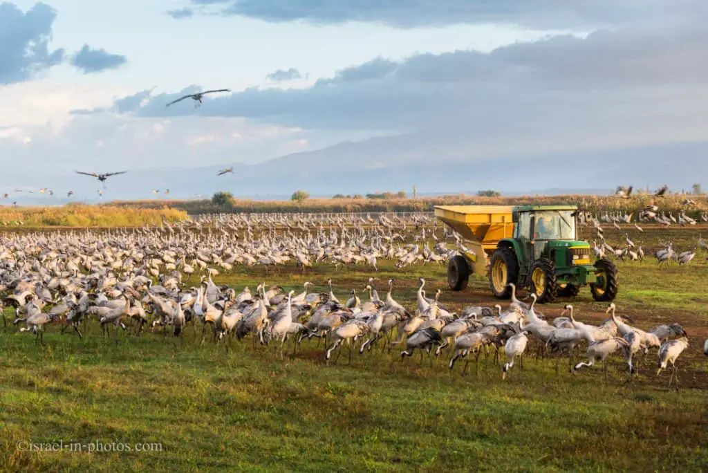 Agamon Hula - Must For Bird Lovers - Visitors Guide