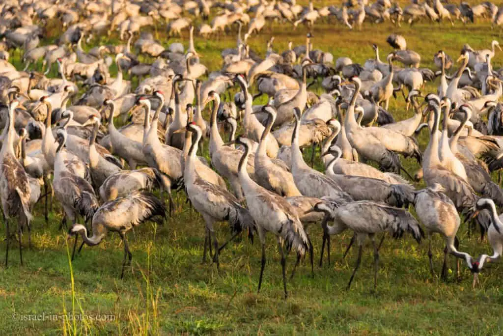 Agamon Hula - Must For Bird Lovers - Visitors Guide