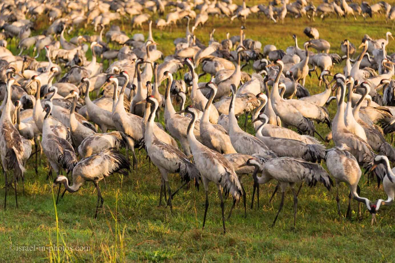 Agamon Hula - Must For Bird Lovers - Visitors Guide