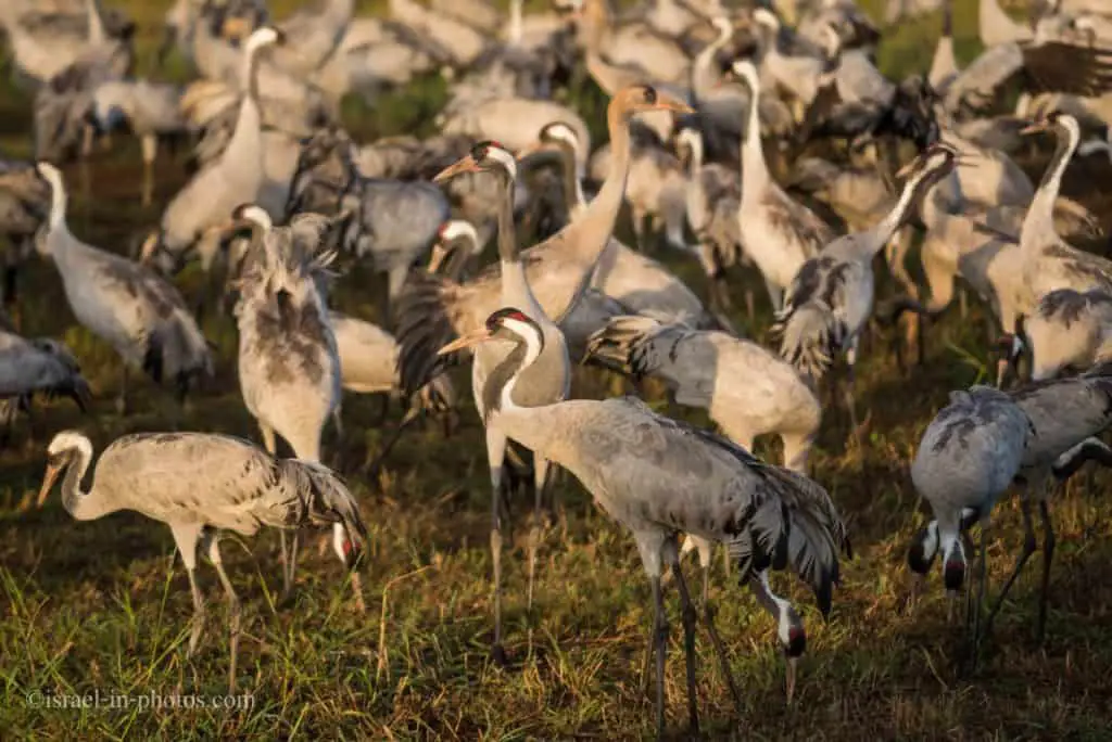 Agamon Hula - Must For Bird Lovers - Visitors Guide - Travel Israel