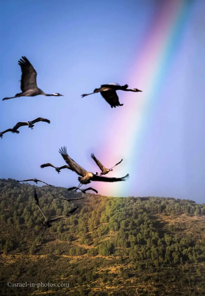 Agamon Hula - Must For Bird Lovers - Visitors Guide - Travel Israel