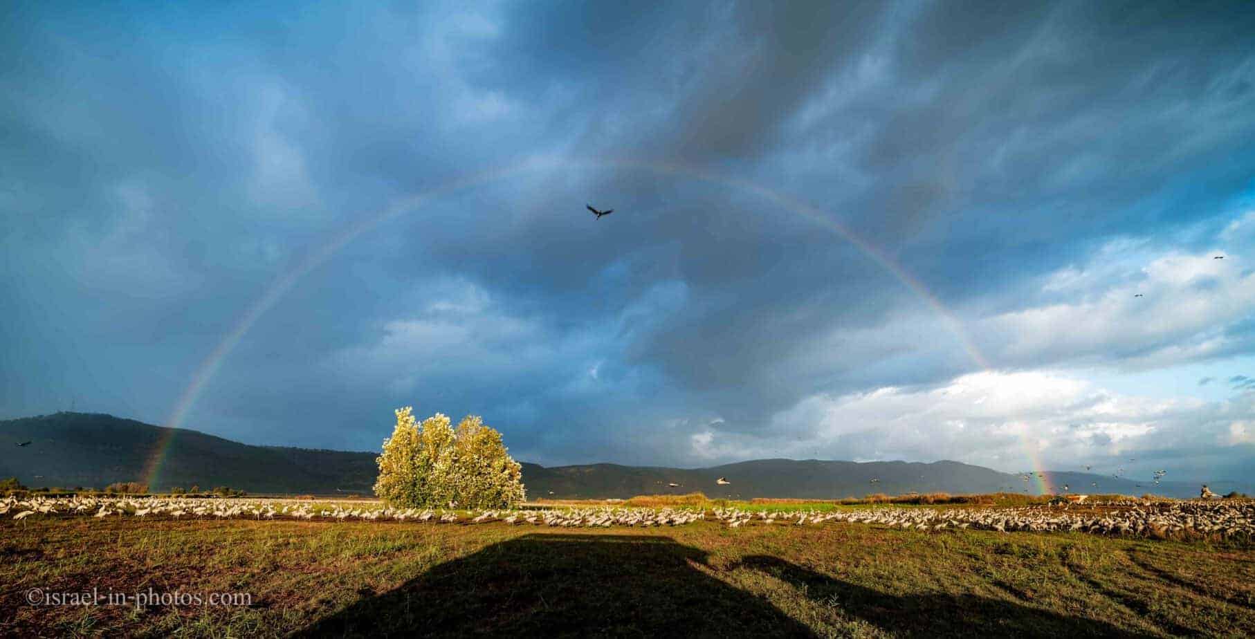 Agamon Hula - Must For Bird Lovers - Visitors Guide
