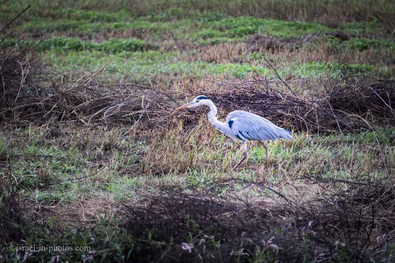 Agamon Hula - Must For Bird Lovers - Visitors Guide