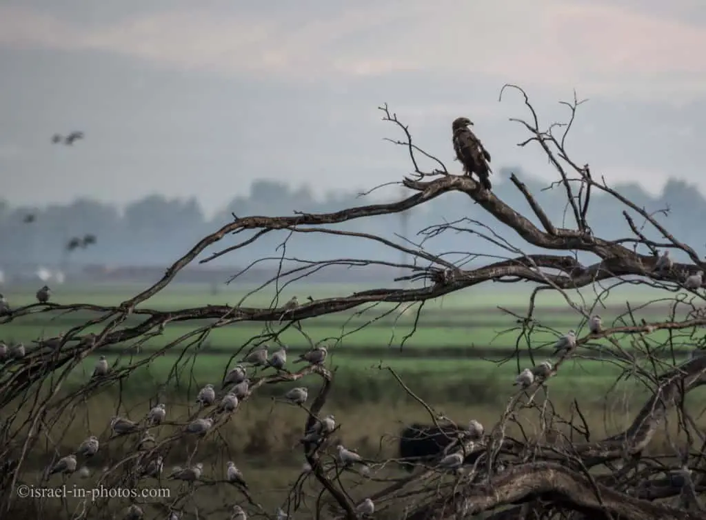 Agamon Hula - Must For Bird Lovers - Visitors Guide