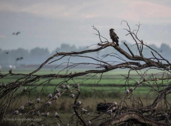 Agamon Hula - Must For Bird Lovers - Visitors Guide