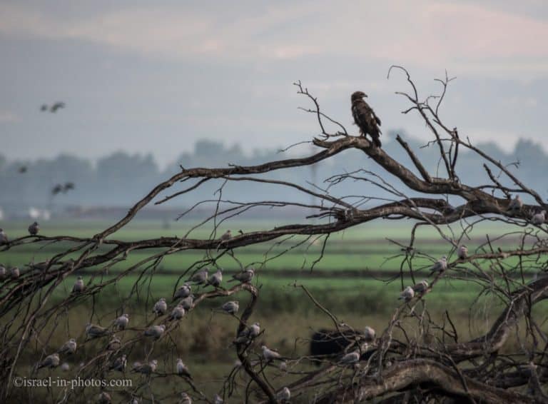 Agamon Hula - Must For Bird Lovers - Visitors Guide