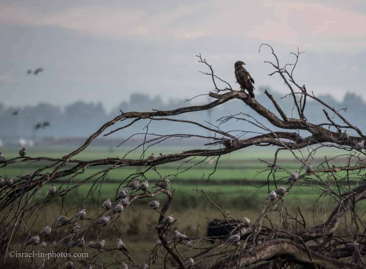 Agamon Hula - Must For Bird Lovers - Visitors Guide