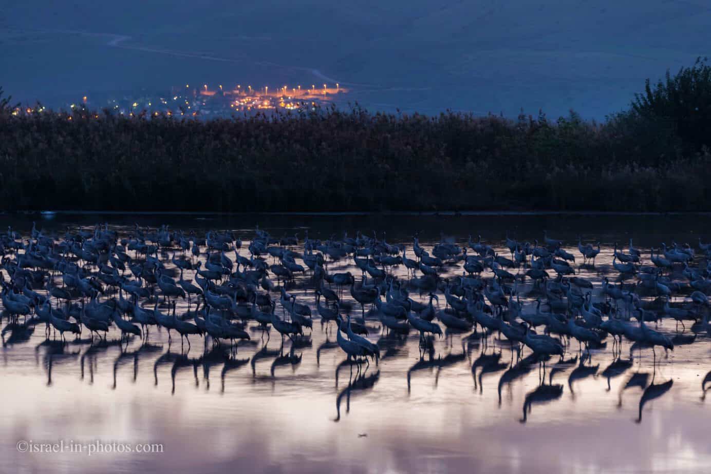 Agamon Hula - Must For Bird Lovers - Visitors Guide