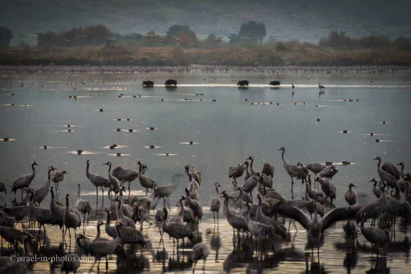 Agamon Hula - Must For Bird Lovers - Visitors Guide