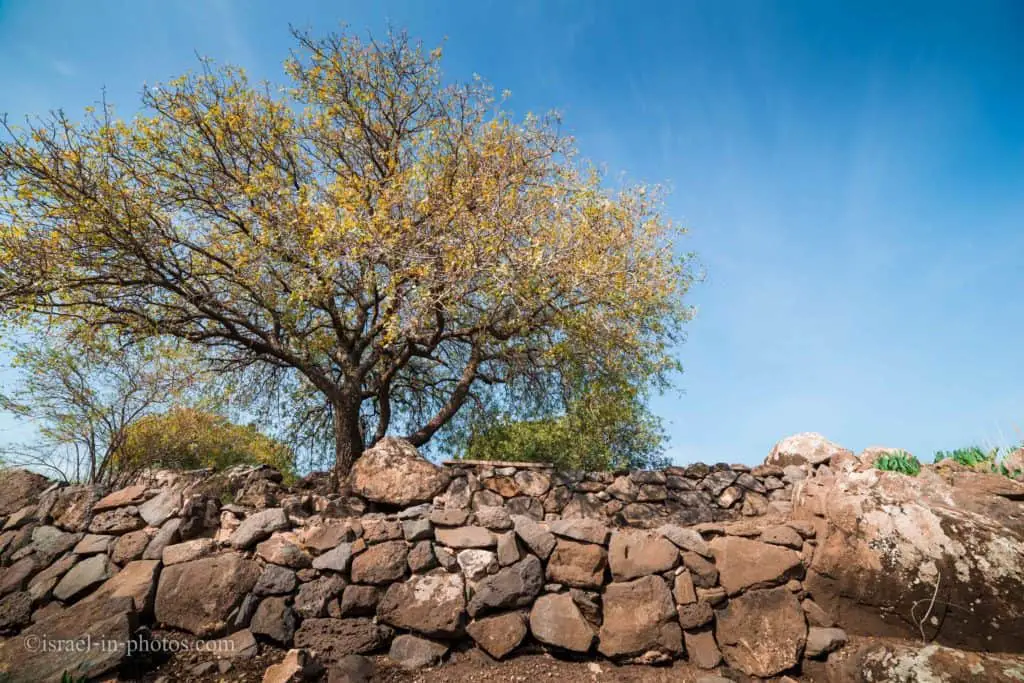 Gamla Nature Reserve – Visitors Guide (Waterfall, Synagogue, Trails ...