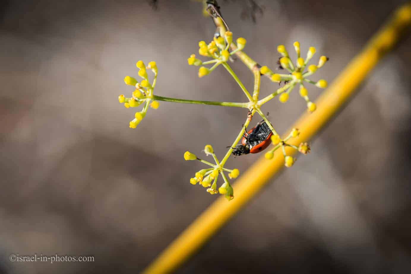 Gamla Nature Reserve – Visitors Guide (Waterfall, Synagogue, Trails ...