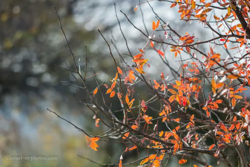 Gamla Nature Reserve - Full Guide - Travel Israel
