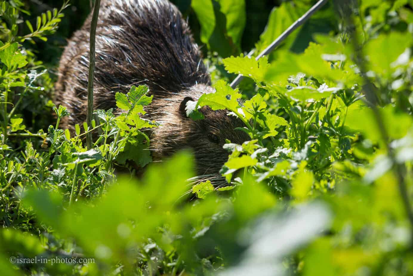 Nutria (Coypu) - Origins and Where You Can Find them in Israel