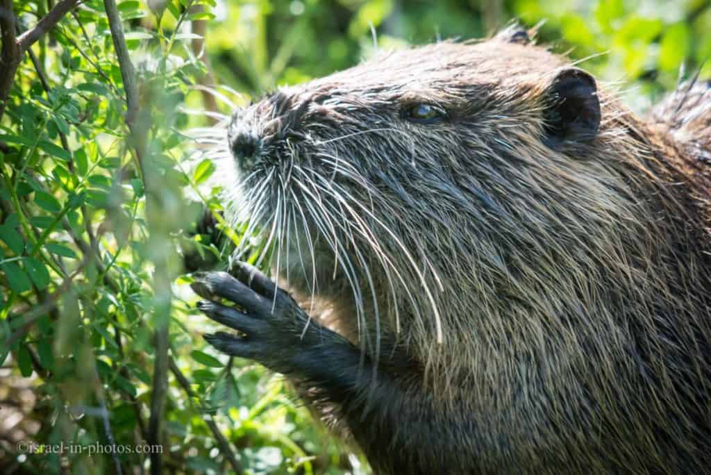 Nutria (Coypu) - Origins and Where You Can Find them in Israel
