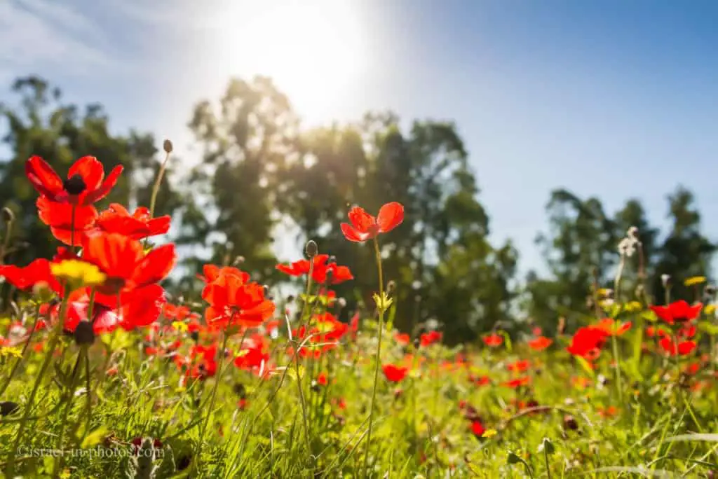 Darom Adom - Visitors Guide - Nature, Trails, and More