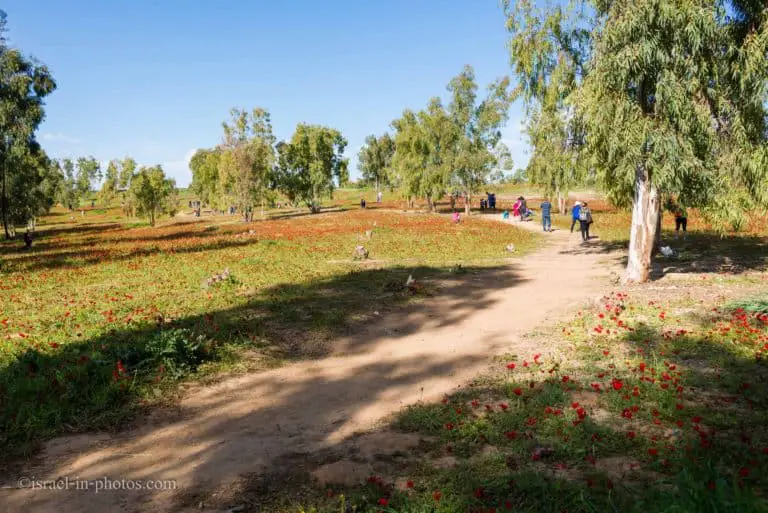 Darom Adom - Visitors Guide (Nature, Trails, Agritourism, and More)