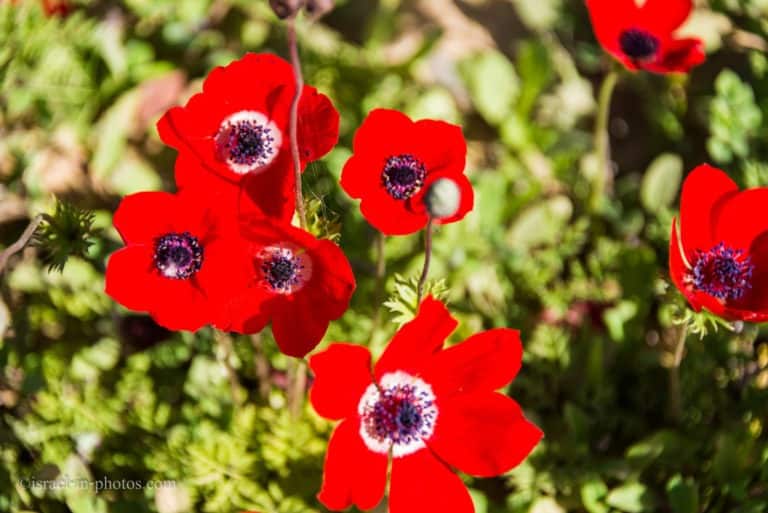 Darom Adom - Visitors Guide - Nature, Trails, and More