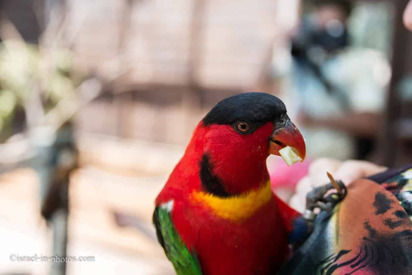 Gan Garoo - Australian Park, Nir David - Visitors Guide