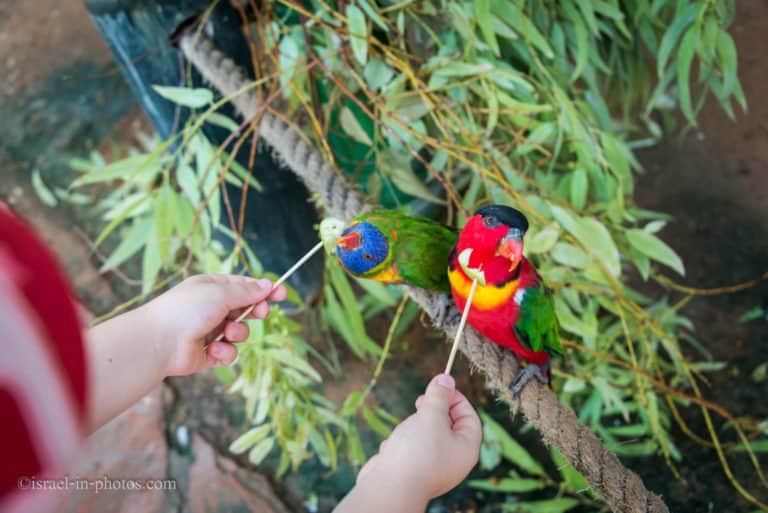 Gan Garoo - Australian Park, Nir David - Visitors Guide