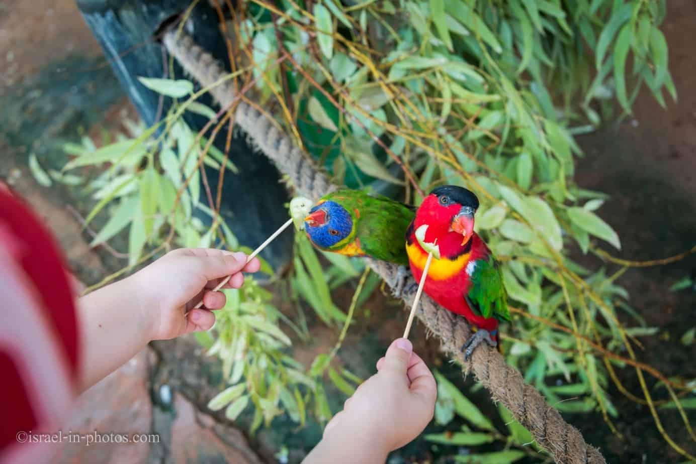 Gan Garoo - Australian Park, Nir David - Visitors Guide