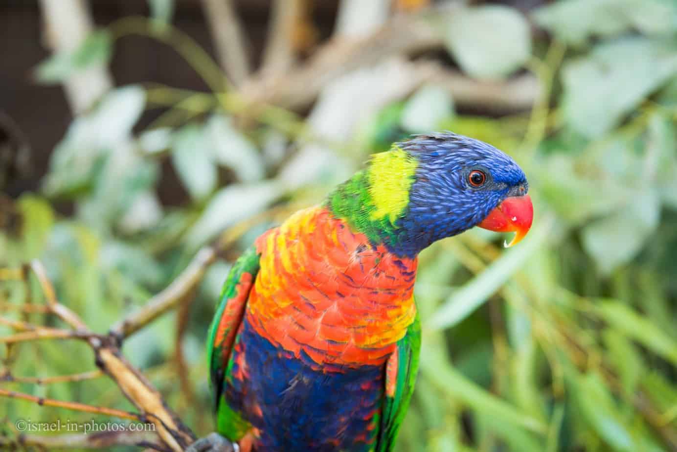 Gan Garoo - Australian Park in Israel - Israel In Photos