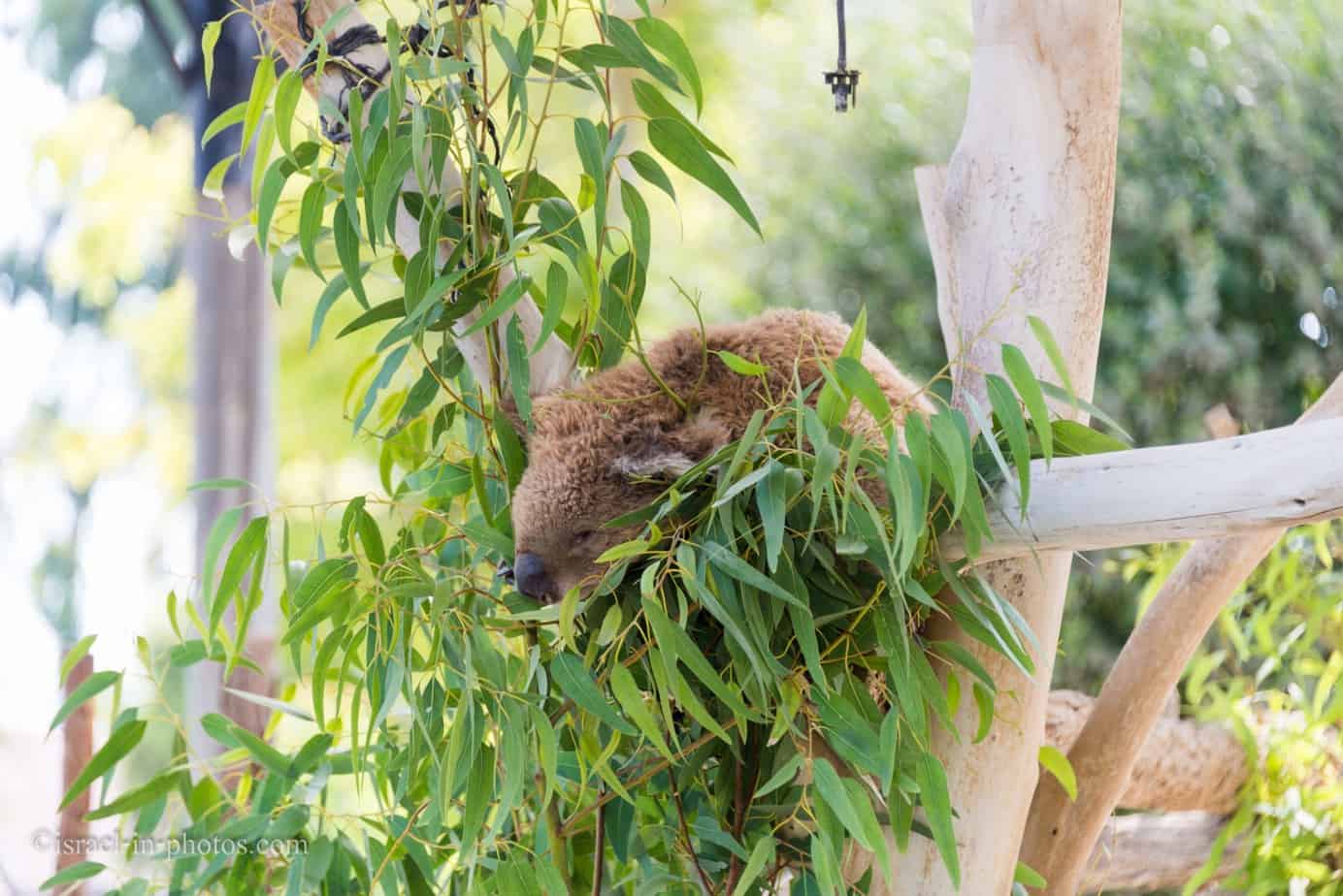 Gan Garoo - Australian Park, Nir David - Visitors Guide