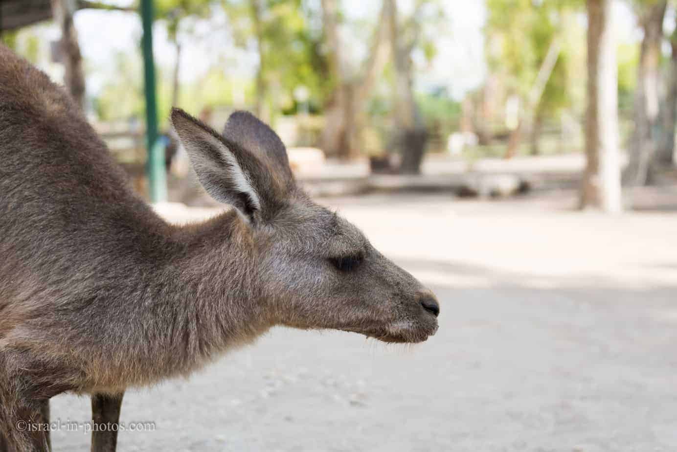 Gan Garoo - Australian Park, Nir David - Visitors Guide