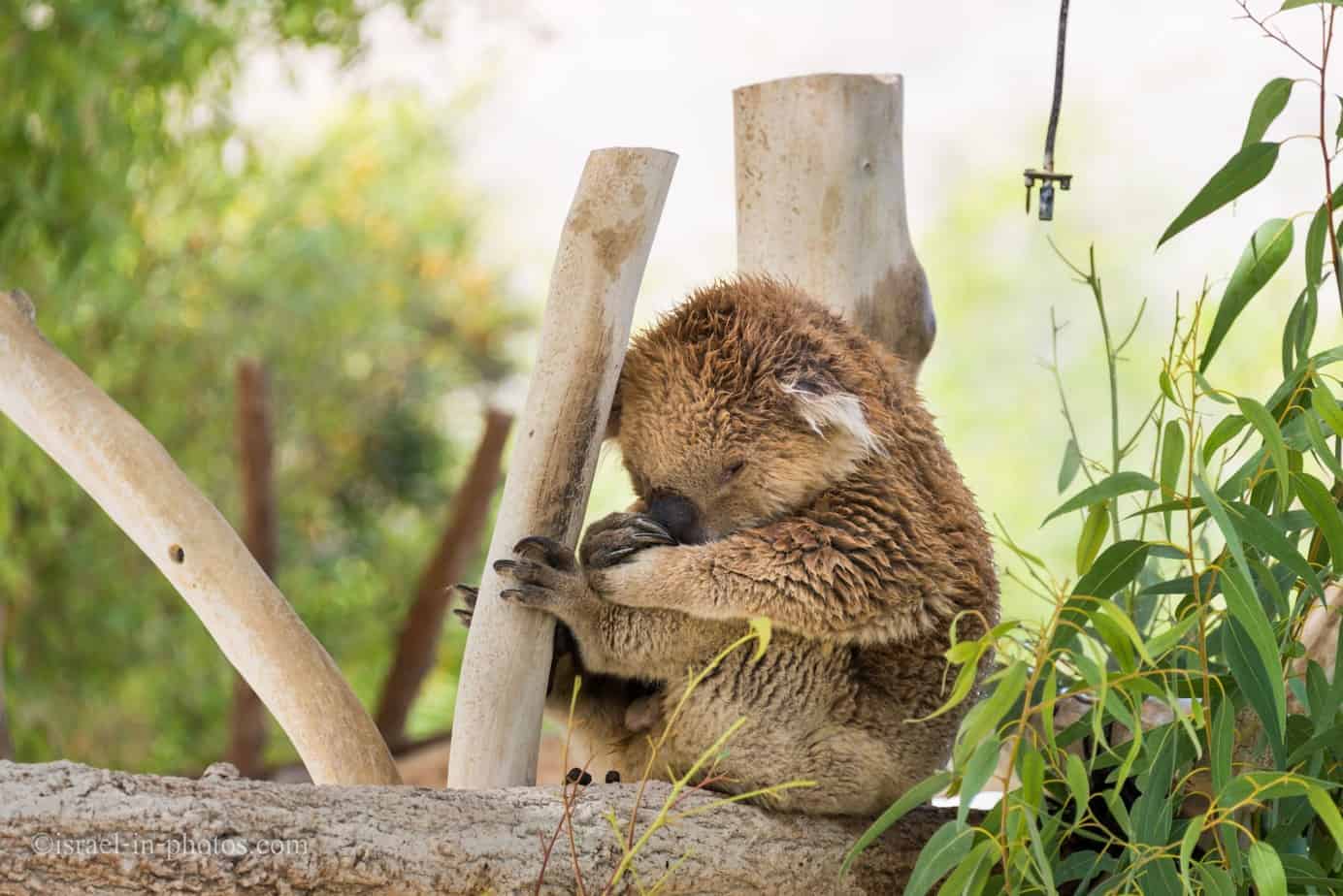 Gan Garoo - Australian Park in Israel - Israel In Photos