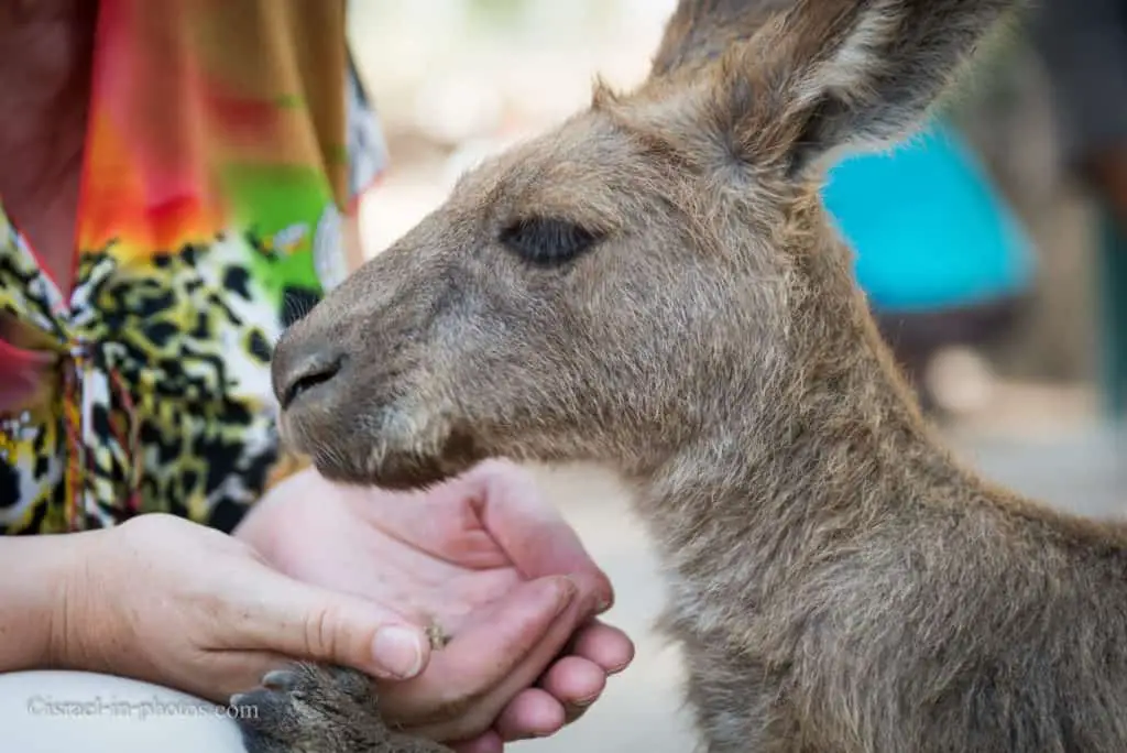 Gan Garoo - Australian Park, Nir David - Visitors Guide