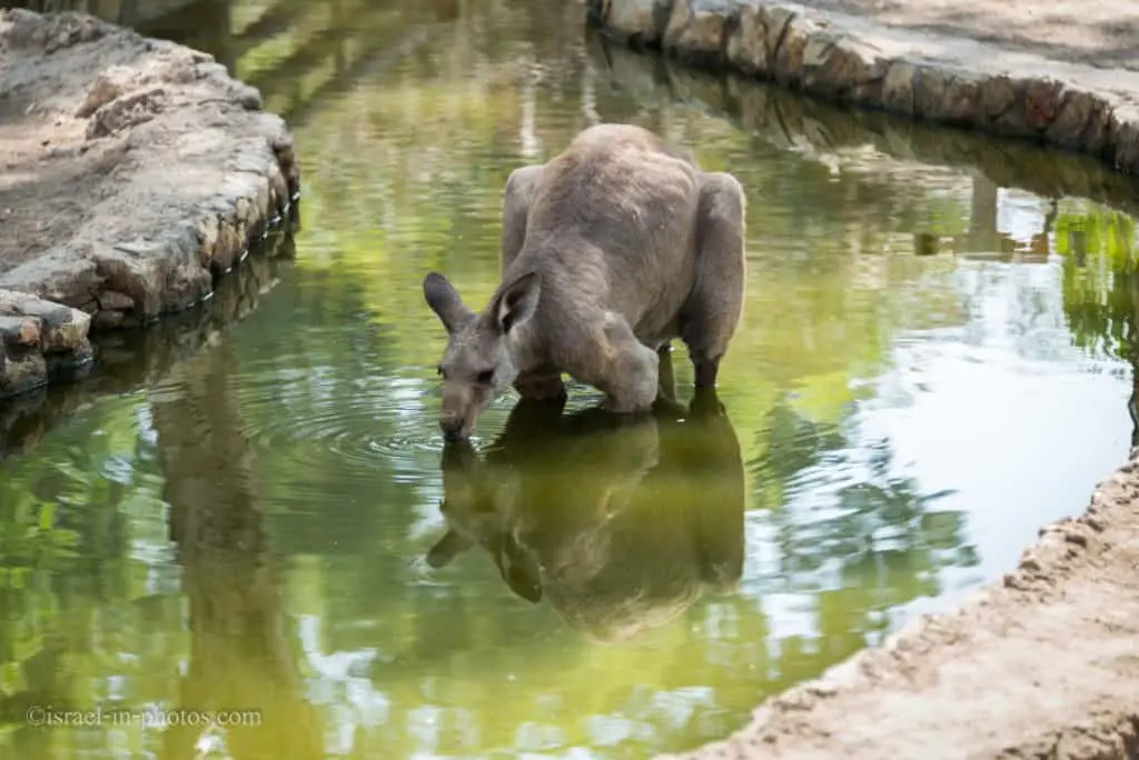 Gan Garoo - Australian Park, Nir David - Visitors Guide