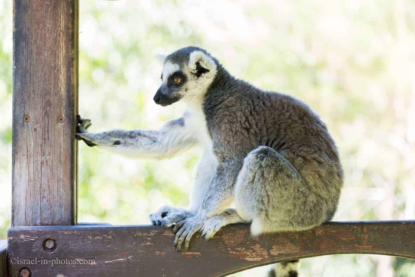 Haifa Educational Zoo - Visitors Guide (with Coupons)