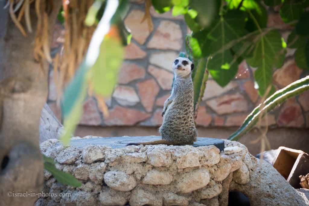 Haifa Educational Zoo - Visitors Guide (with Coupons)