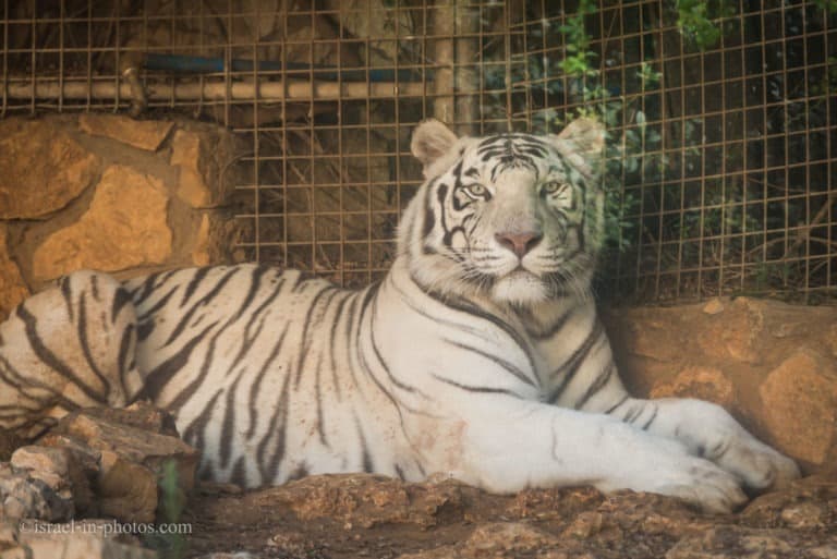 Haifa Educational Zoo - Visitors Guide (with Coupons)