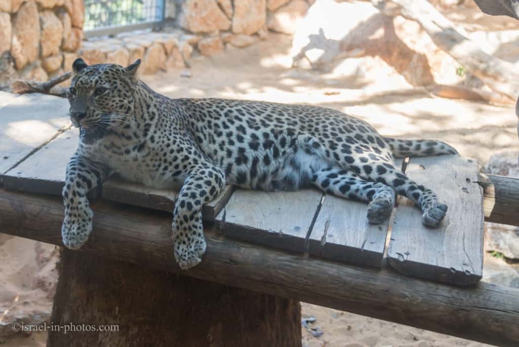 Haifa Educational Zoo - Visitors Guide (with Coupons)