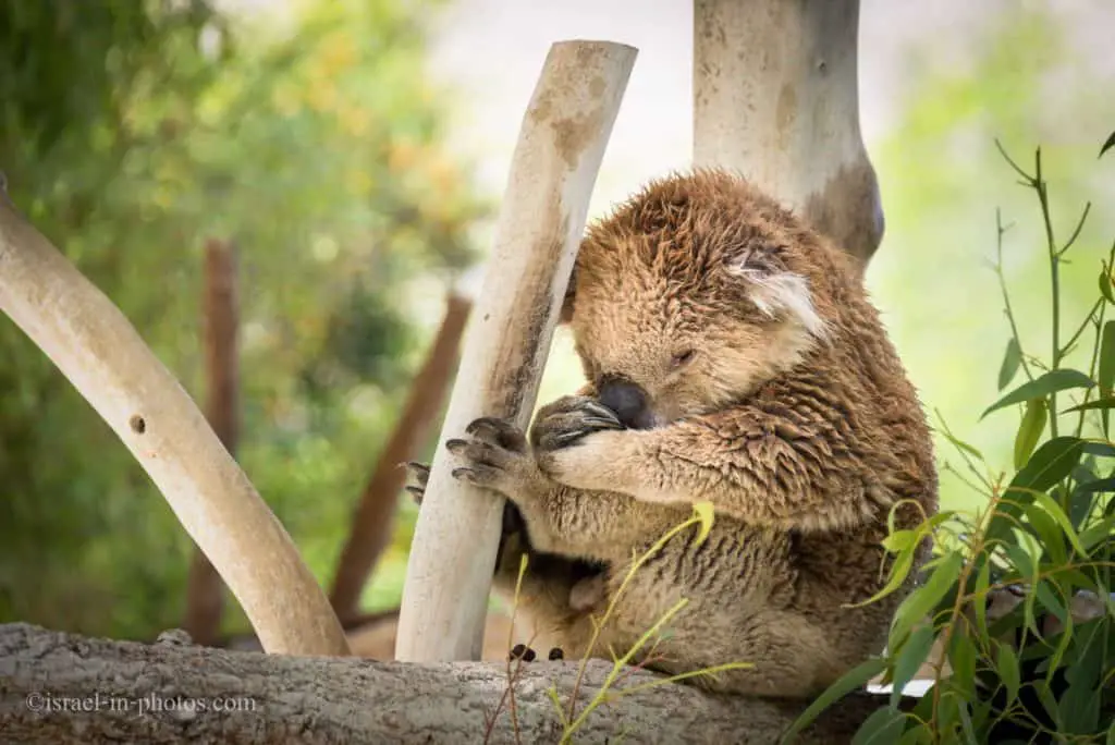 Gan Garoo - Australian Park, Nir David - Visitors Guide