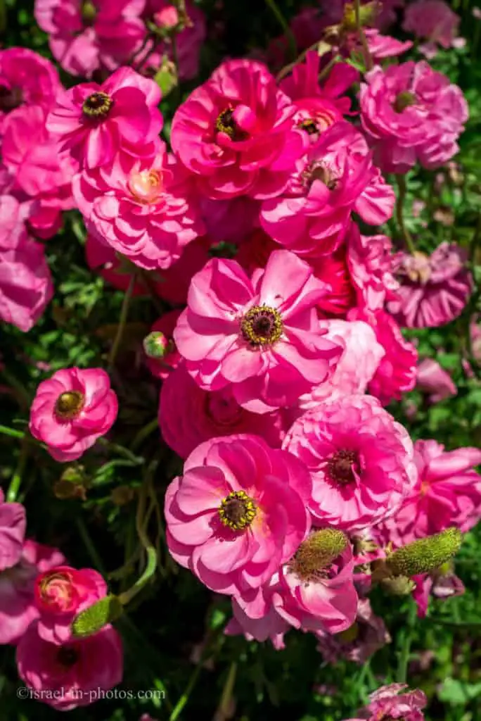Buttercup Picking Festival - Visitors Guide - Colorful Experience