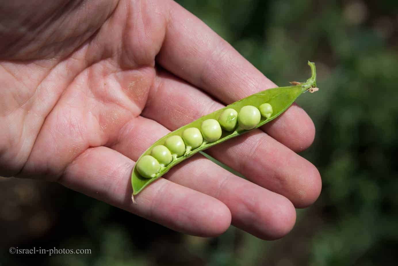 ktofoti-self-picking-farm-visitors-guide