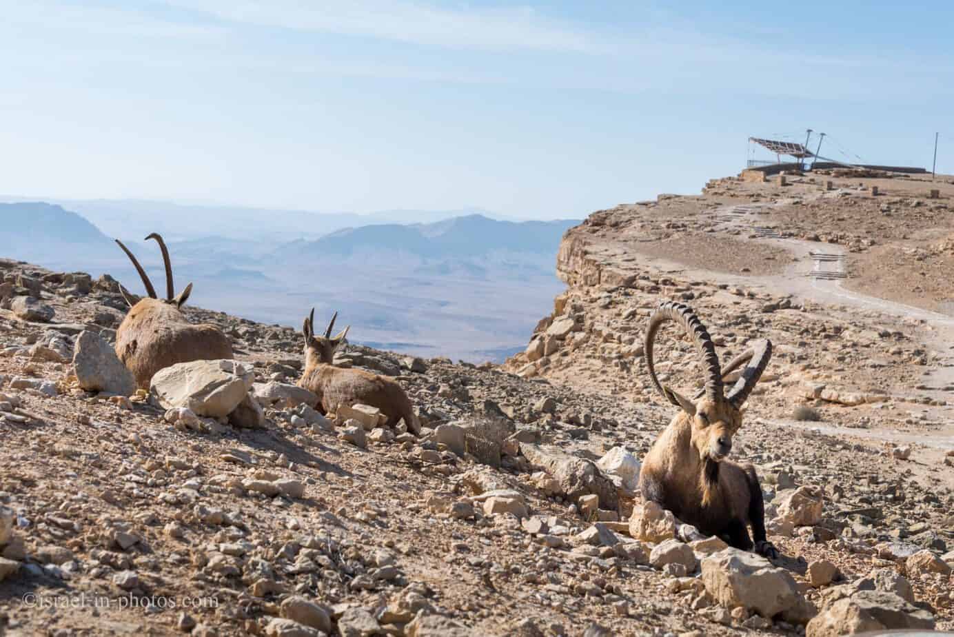 Makhtesh Ramon Visitors Center, Mitzpe Ramon - Visitors Guide