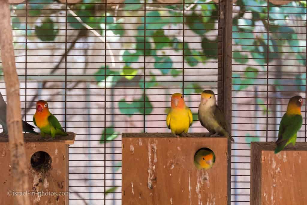 Parrot Farm in Kfar Hess - Full Guide