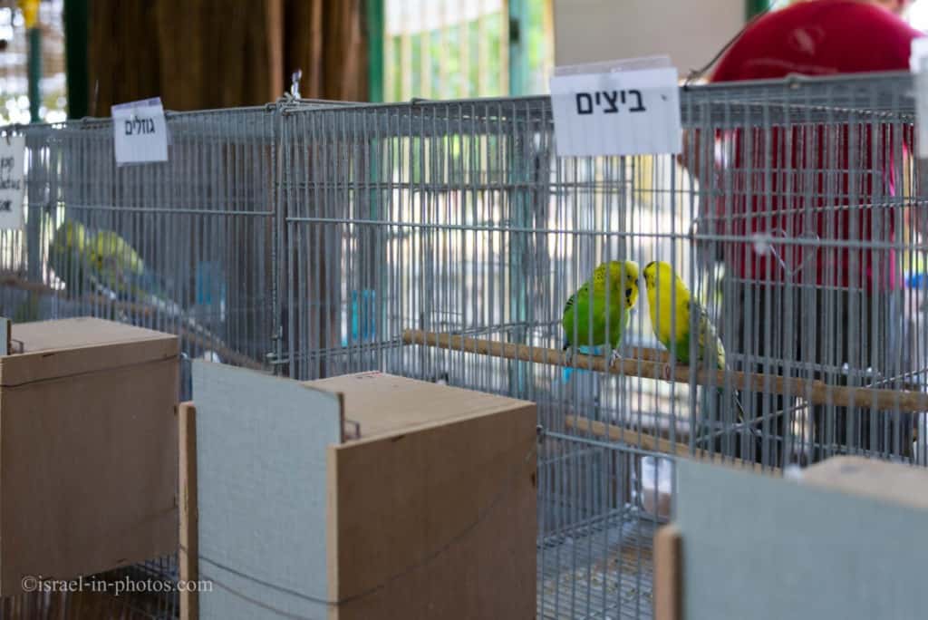 Parrot Farm in Kfar Hess - Full Guide