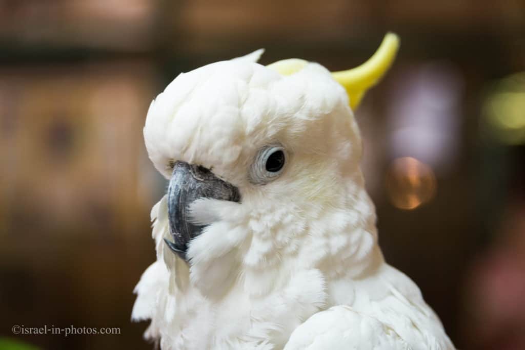 Parrot Farm In Kfar Hess – Full Guide – Israel In Photos