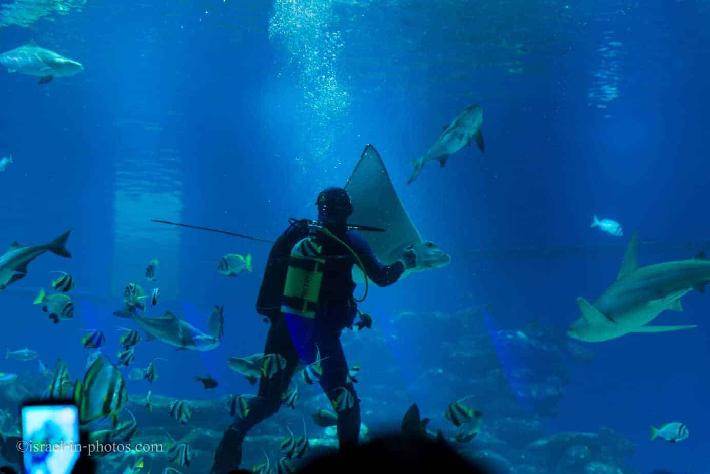 Underwater Observatory Park, Eilat - Visitors Guide with Coupons
